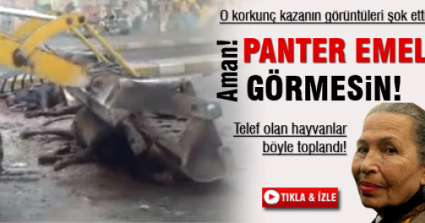 Aman Panter Emel görmesin...